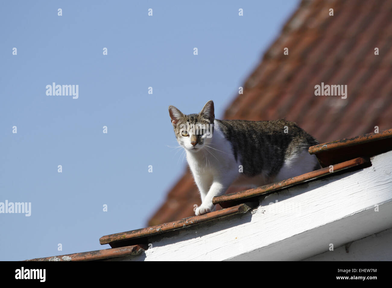 Cat on roof hi-res stock photography and images - Alamy