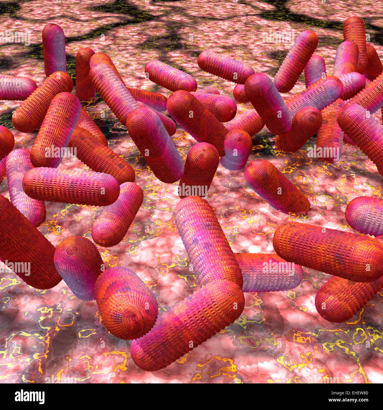 Enterohemorrhagic escherichia coli hi-res stock photography and images ...