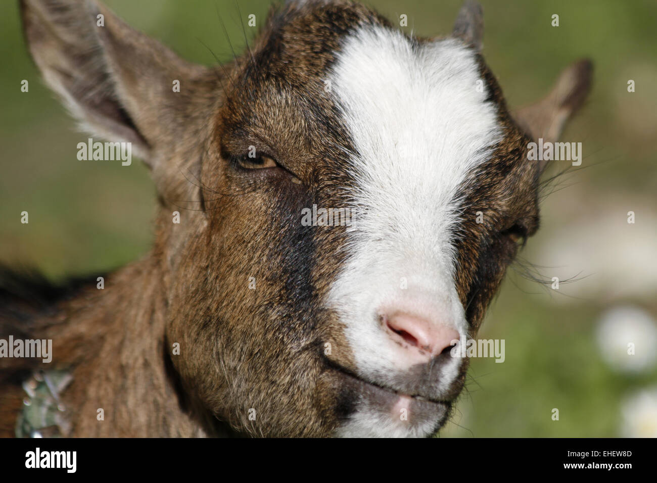 Ziege witzig hi-res stock photography and images - Alamy