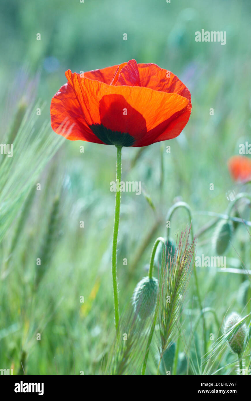 Poppy on the field Stock Photo - Alamy