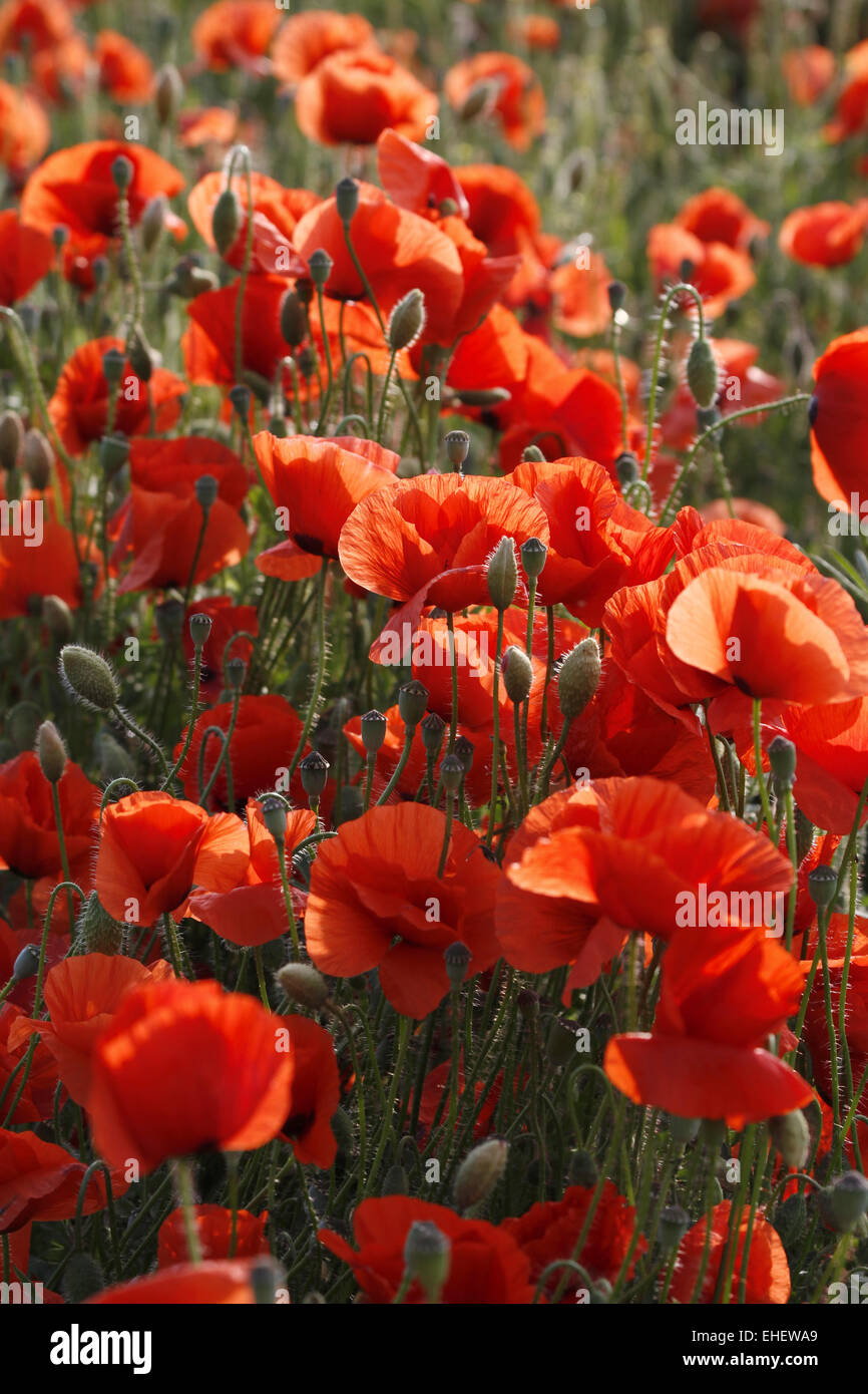 Poppy that bloomed hi-res stock photography and images - Alamy