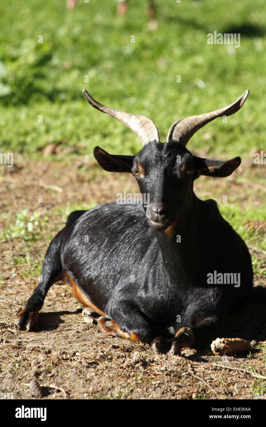Rove Goat High Resolution Stock Photography and Images - Alamy