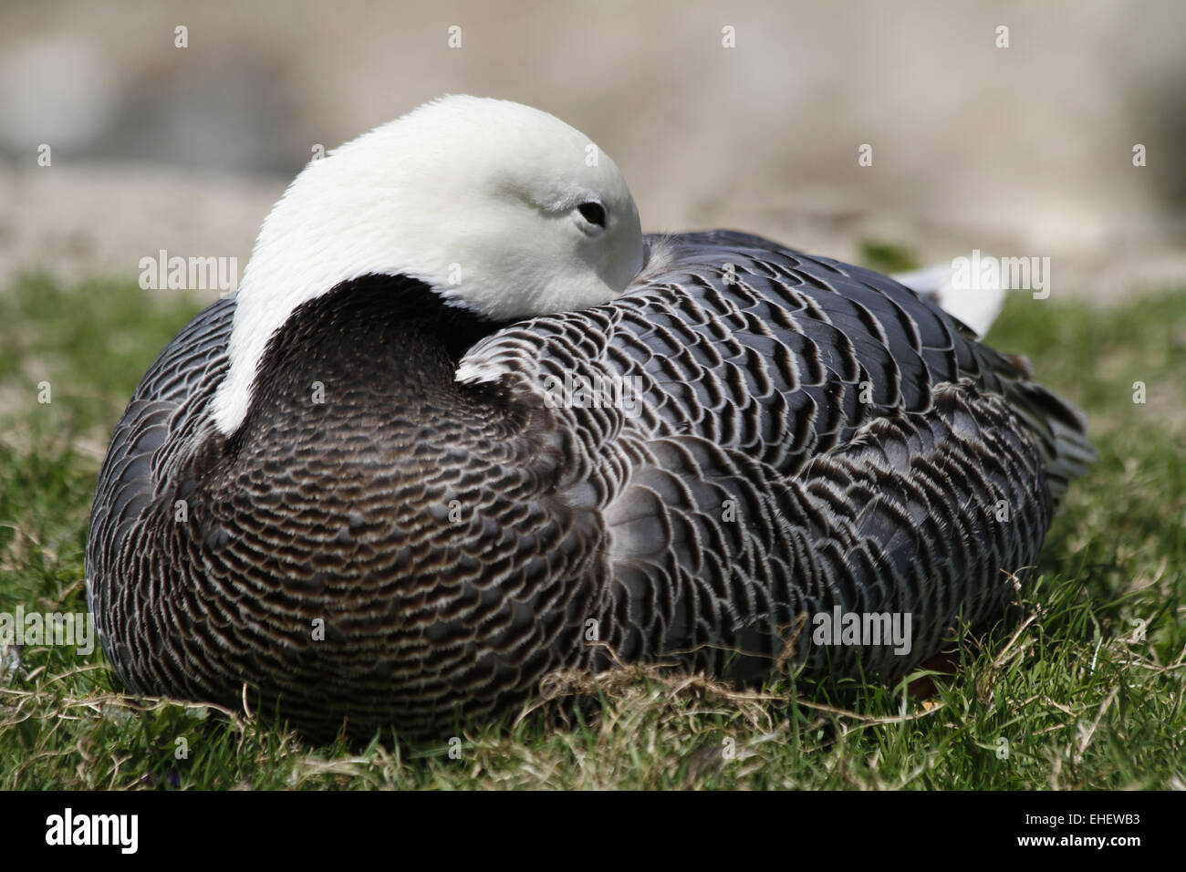 Emperor goose hi-res stock photography and images - Alamy