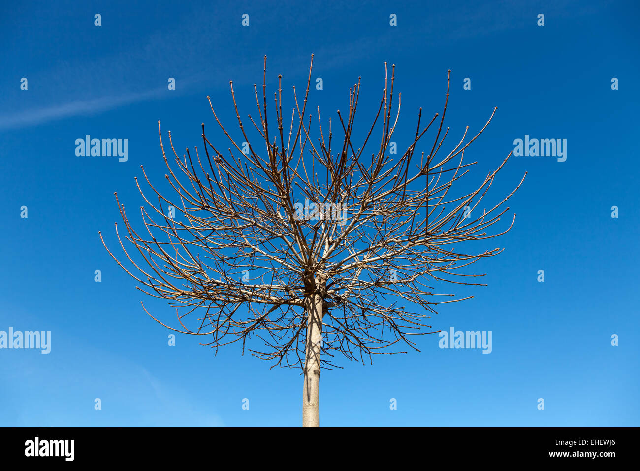 Upper branches tree on a blue sky background Stock Photo - Alamy