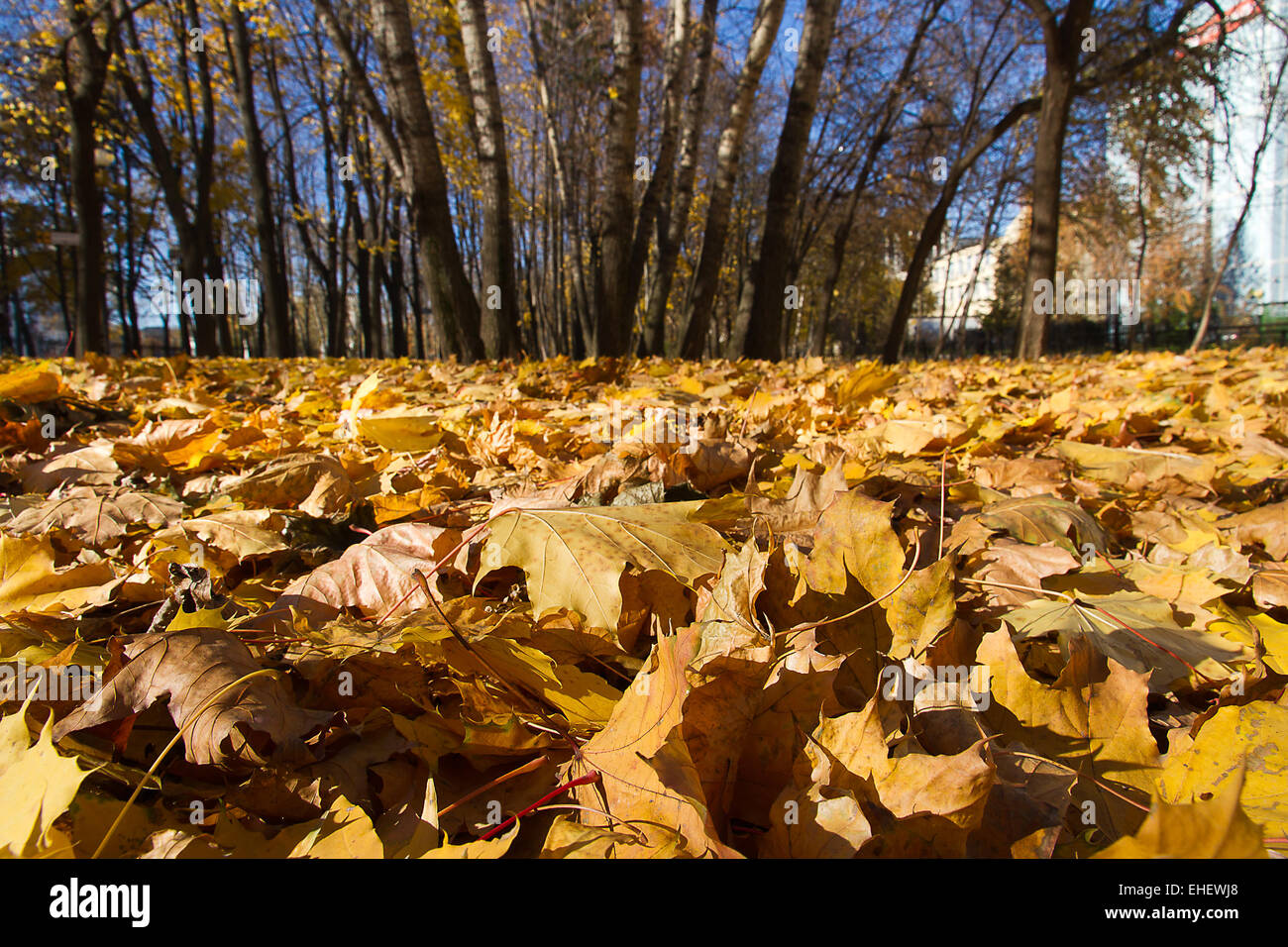 Maple leaves in autumn park Stock Photo - Alamy