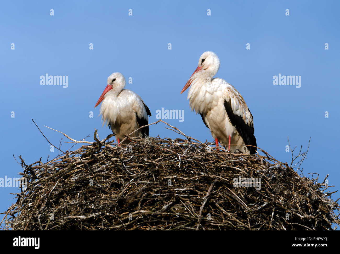 Storks couple hi-res stock photography and images - Alamy