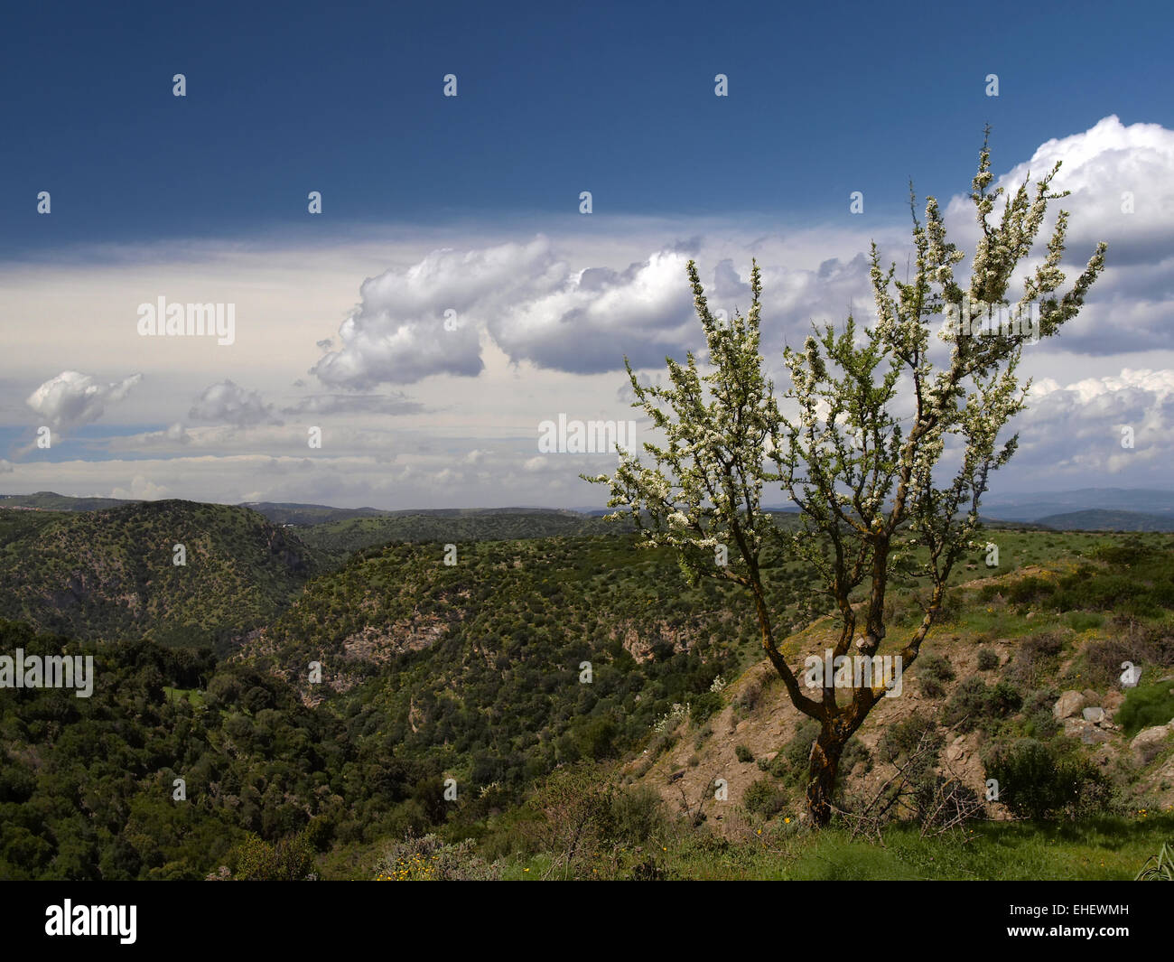 Sardinia tree landscape hi-res stock photography and images - Alamy