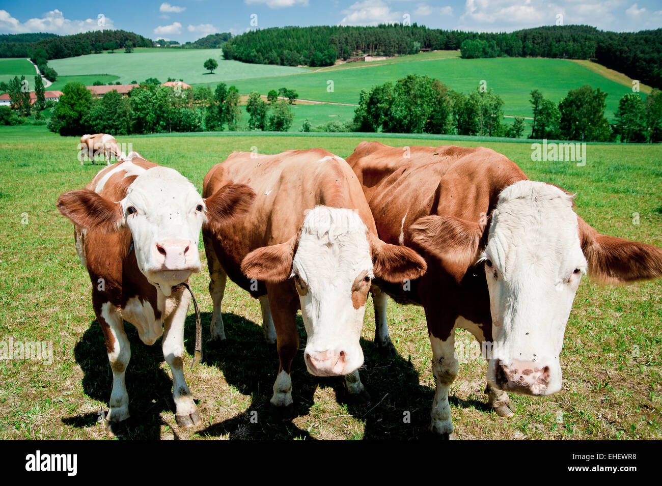 Three cows hi-res stock photography and images - Alamy