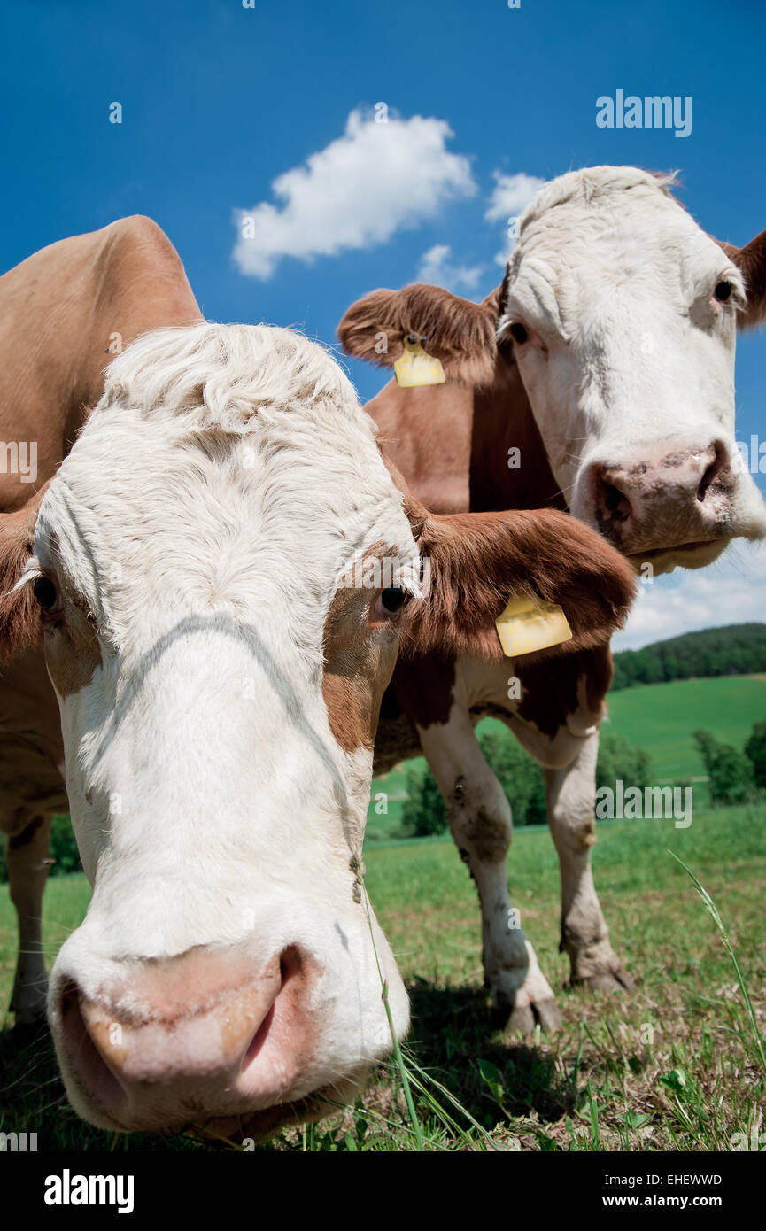 Simmental cows hi-res stock photography and images - Alamy