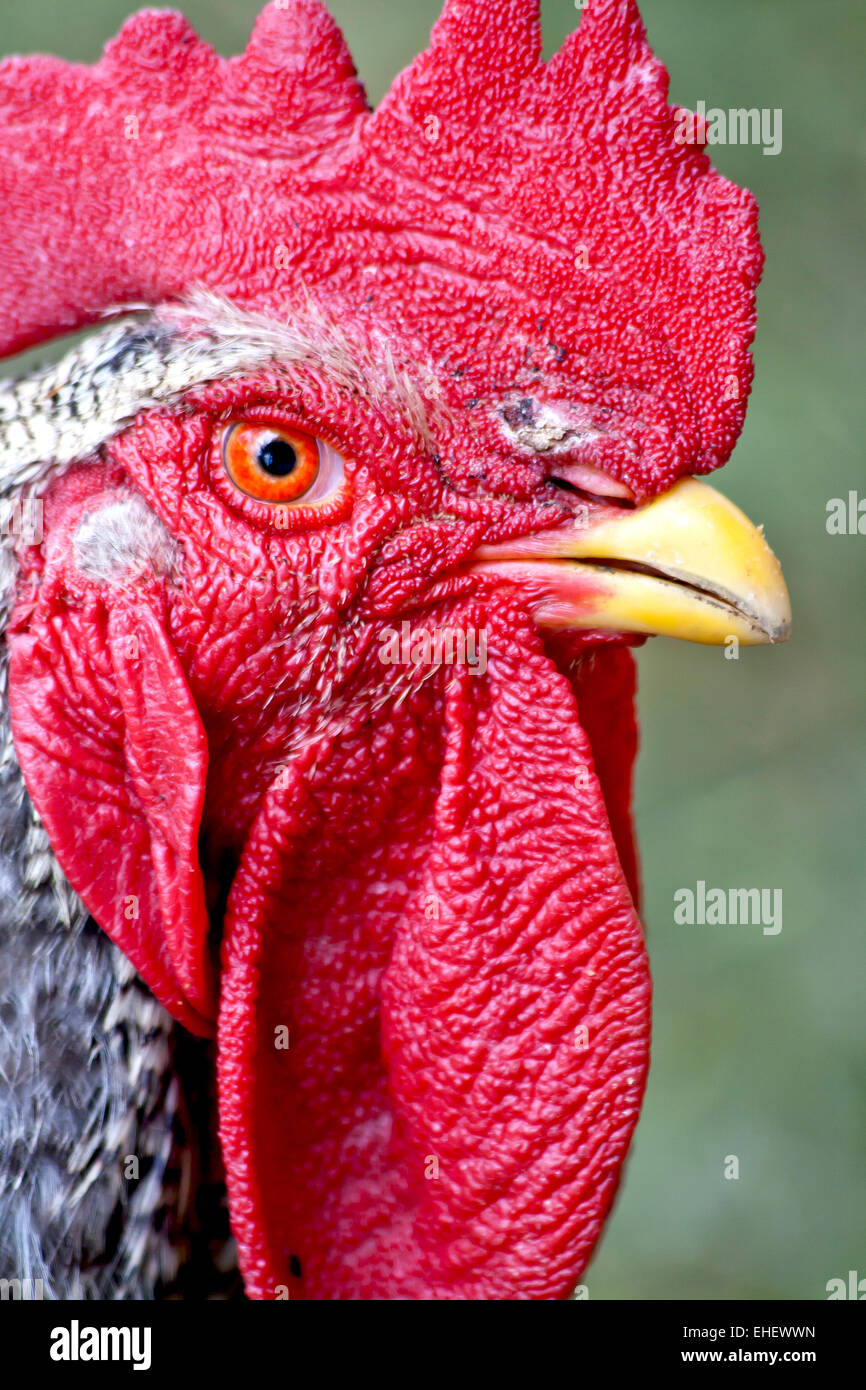Rooster head hi-res stock photography and images - Alamy