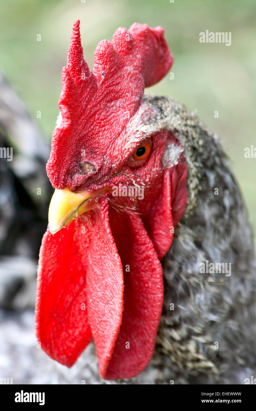 Rooster hi-res stock photography and images - Alamy