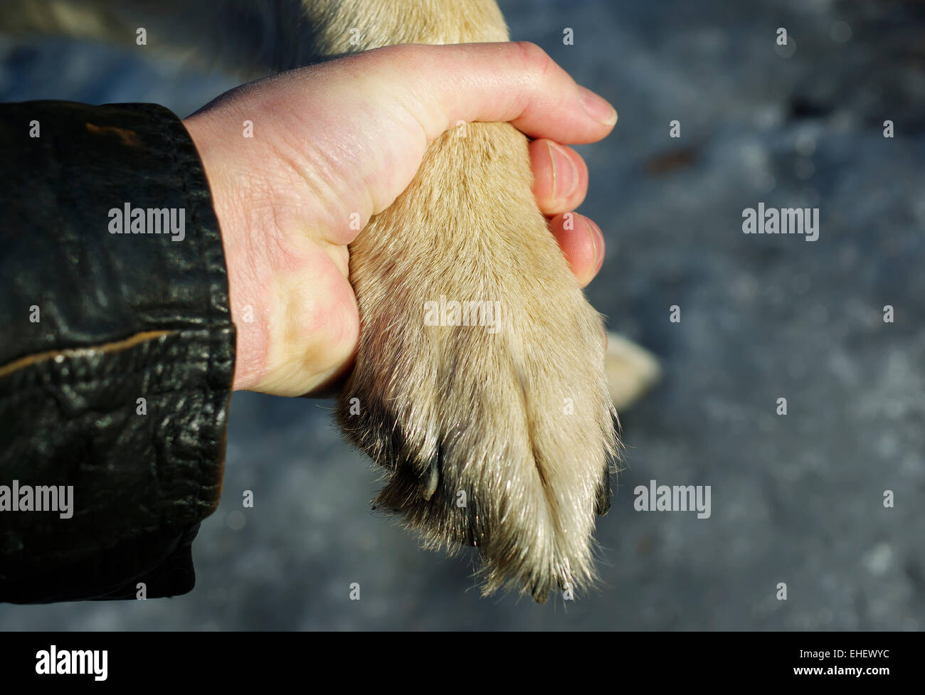 Man`s hand and dog`s paw Stock Photo - Alamy