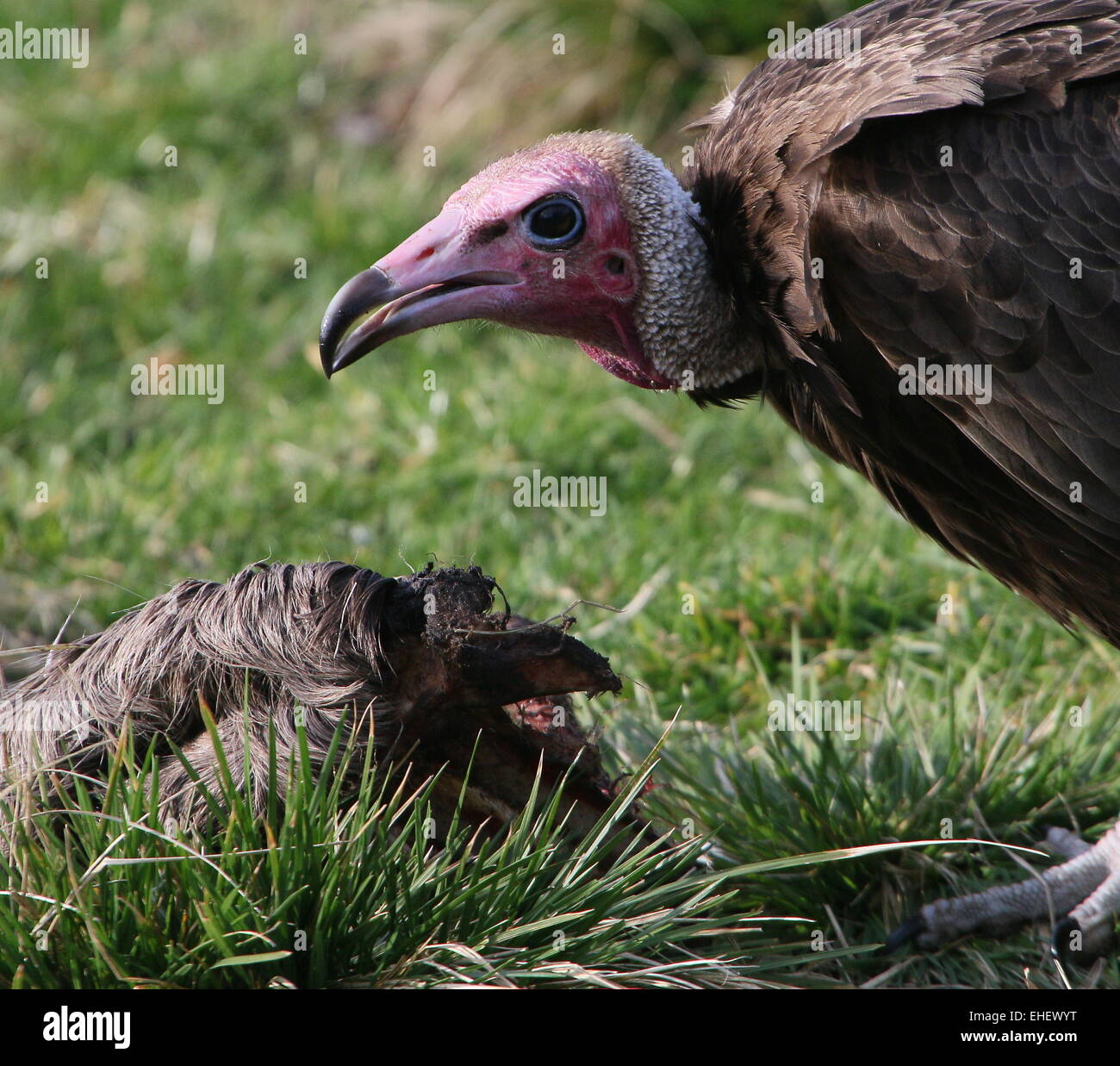 Feed On Dead Carrion High Resolution Stock Photography and Images - Alamy