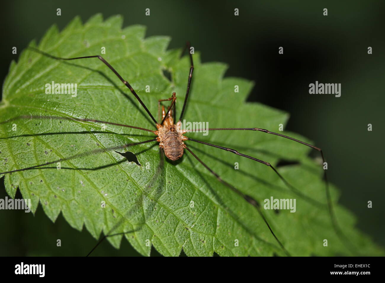 Harvestman insect hi-res stock photography and images - Alamy