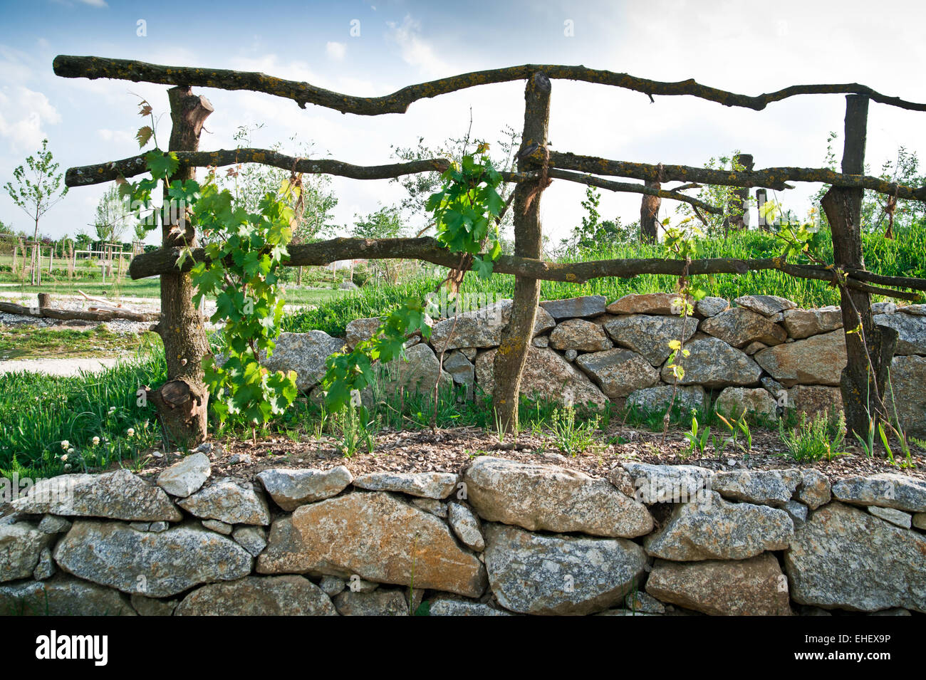 Grape trellis hi-res stock photography and images - Alamy