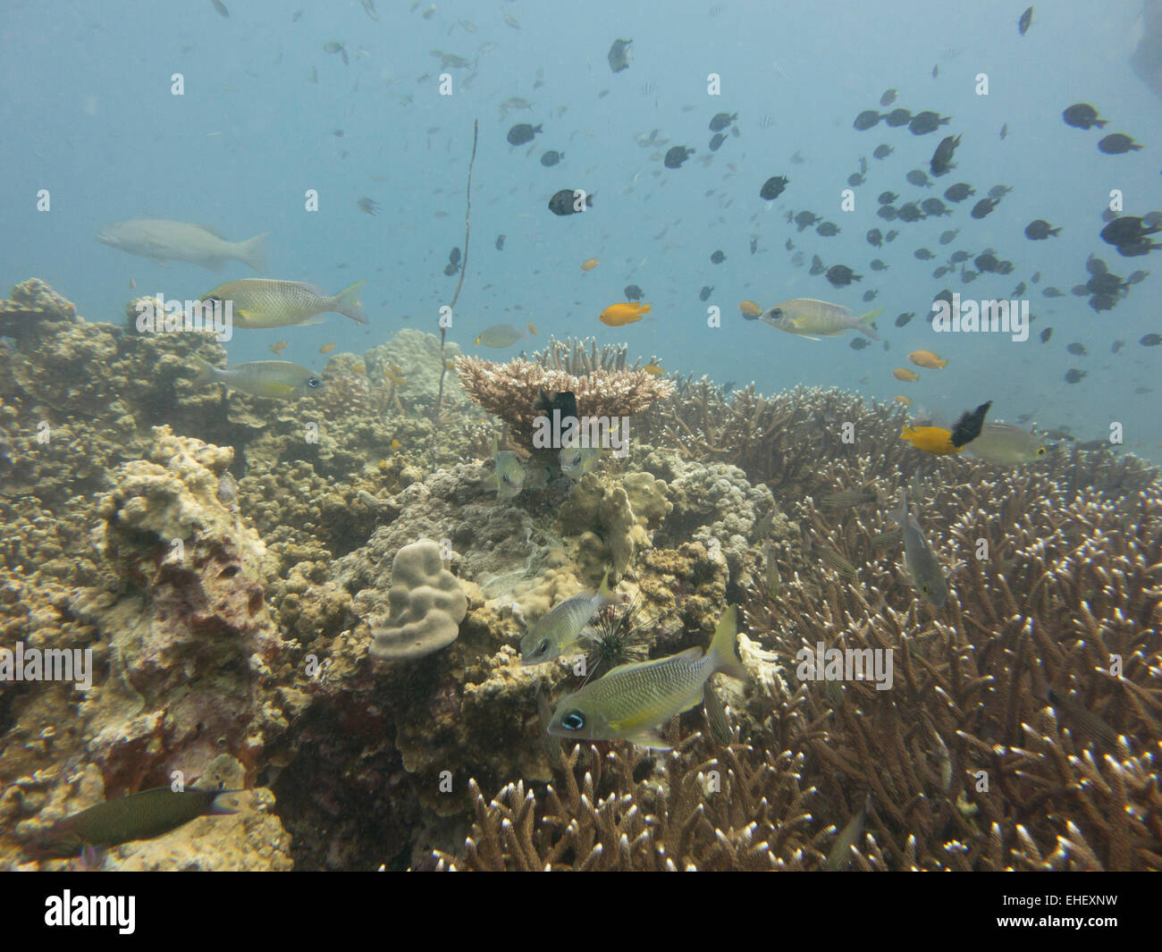 Coral Patch, White Rock, Koh Tao, Thailand Stock Photo - Alamy