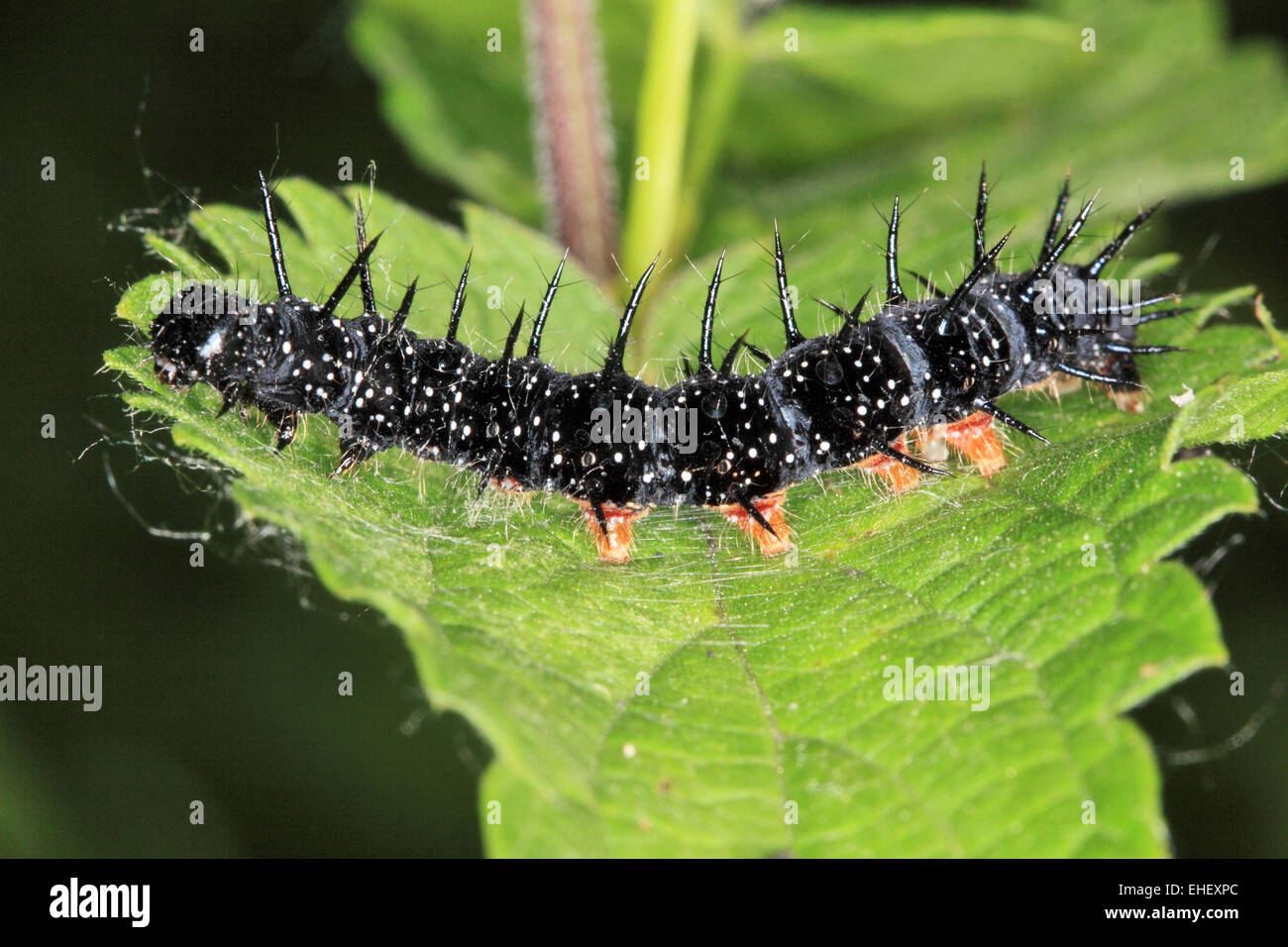 Peacock Butterfly Caterpillar Stock Photos & Peacock Butterfly ...