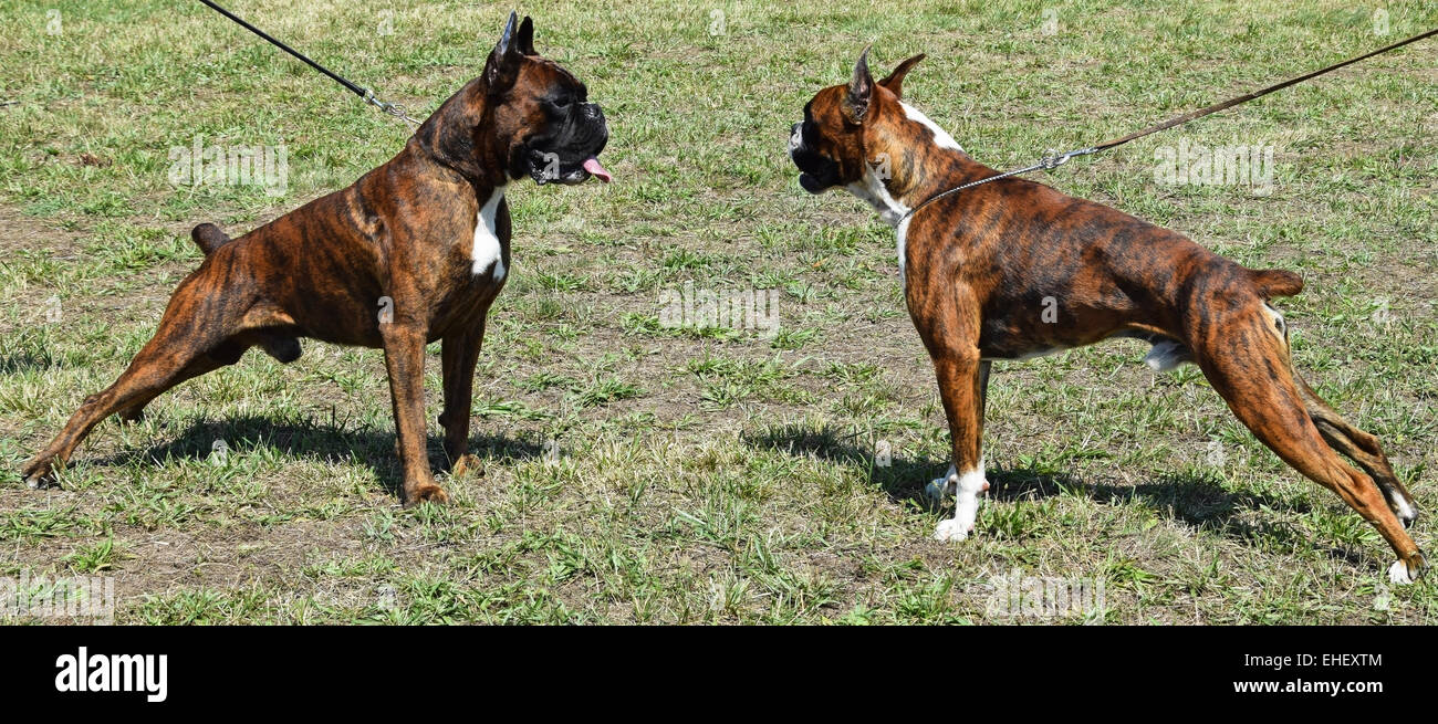 High angle rear view young hi-res stock photography and images - Alamy