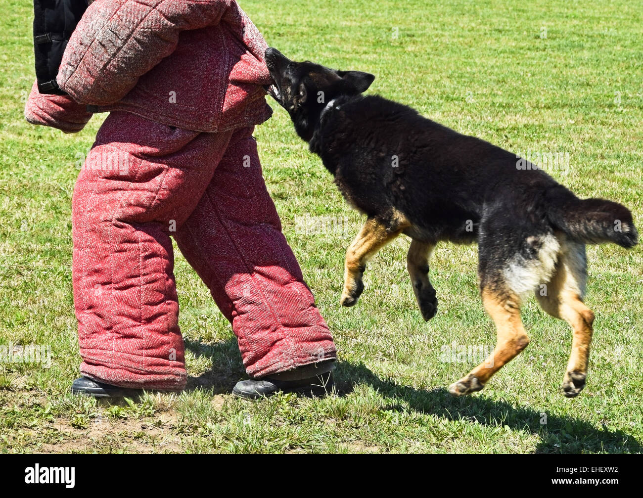 Can Dogs Bite After Their Trained