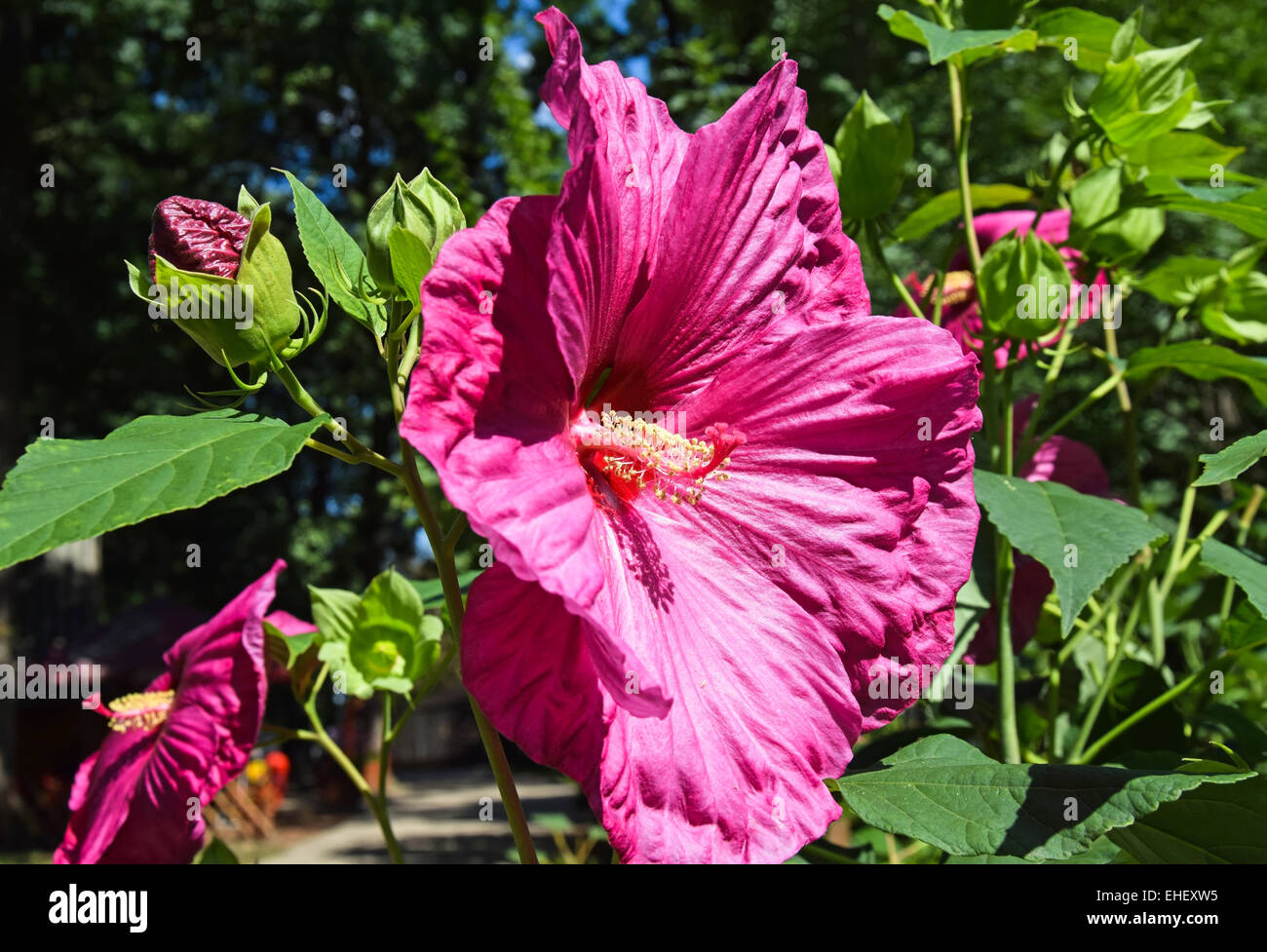 Pink mallow flowers space hi-res stock photography and images - Alamy