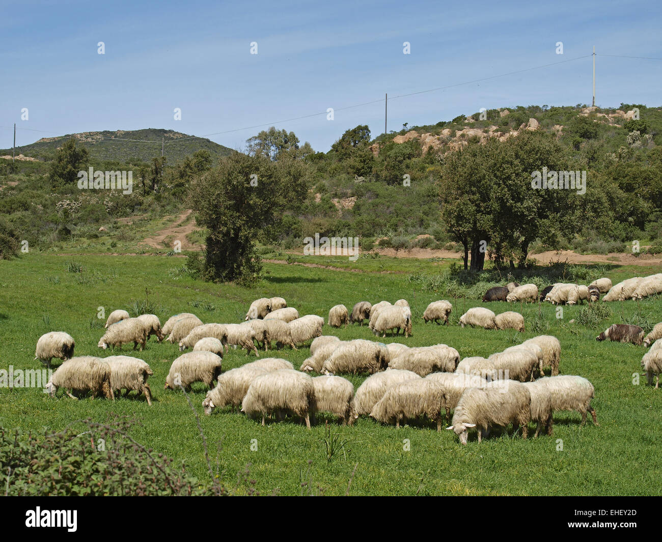 Flock of sheep near, Sardinia, Italy Stock Photo - Alamy