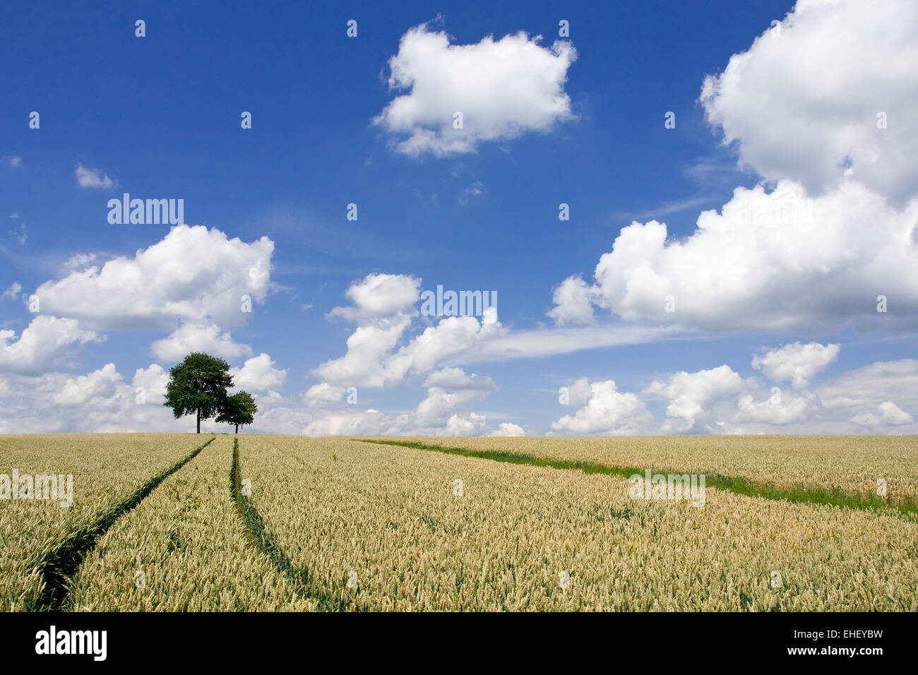 Trees in a wheatfield Stock Photo - Alamy