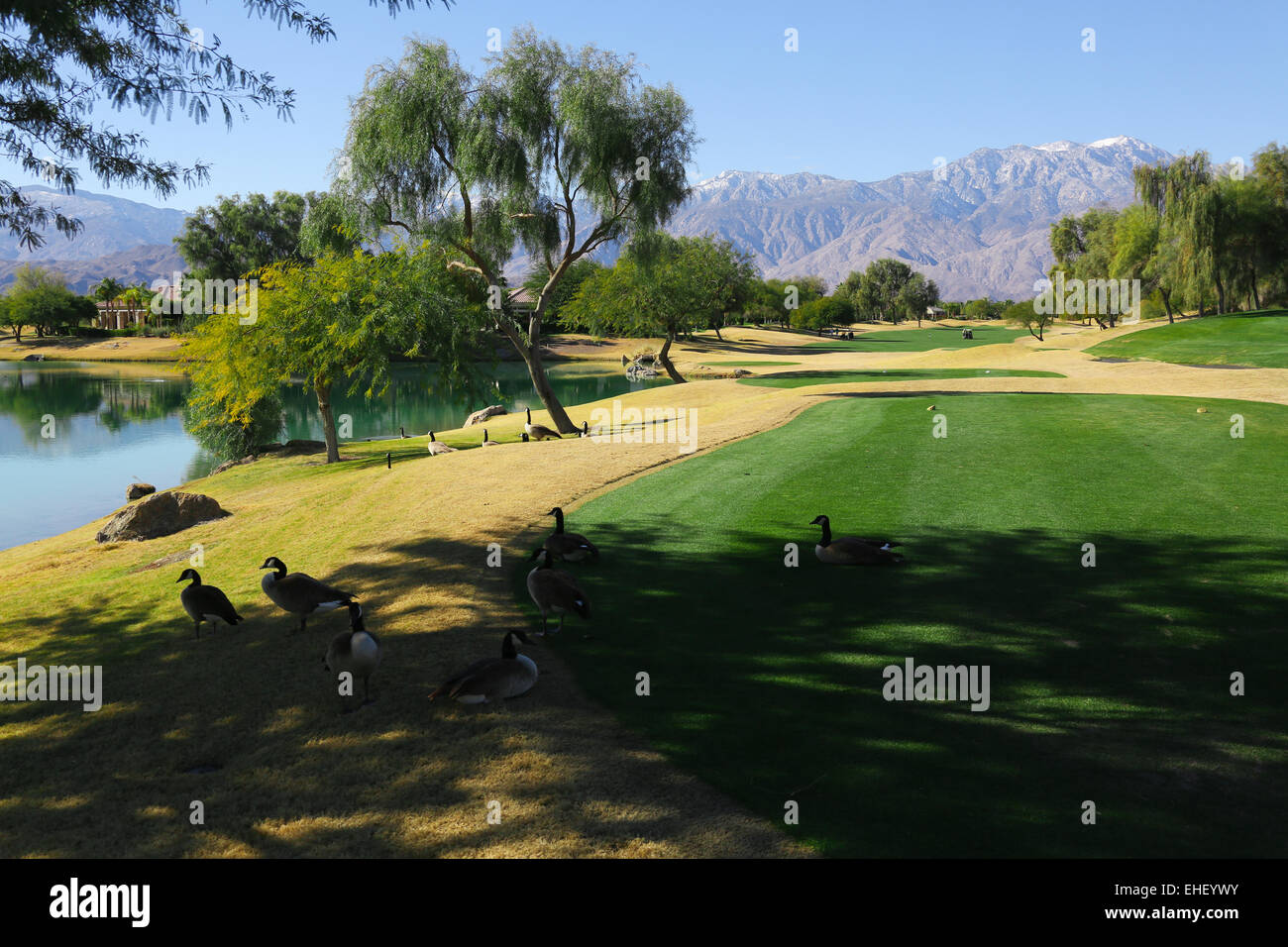 Golf course on the grey goose Stock Photo - Alamy