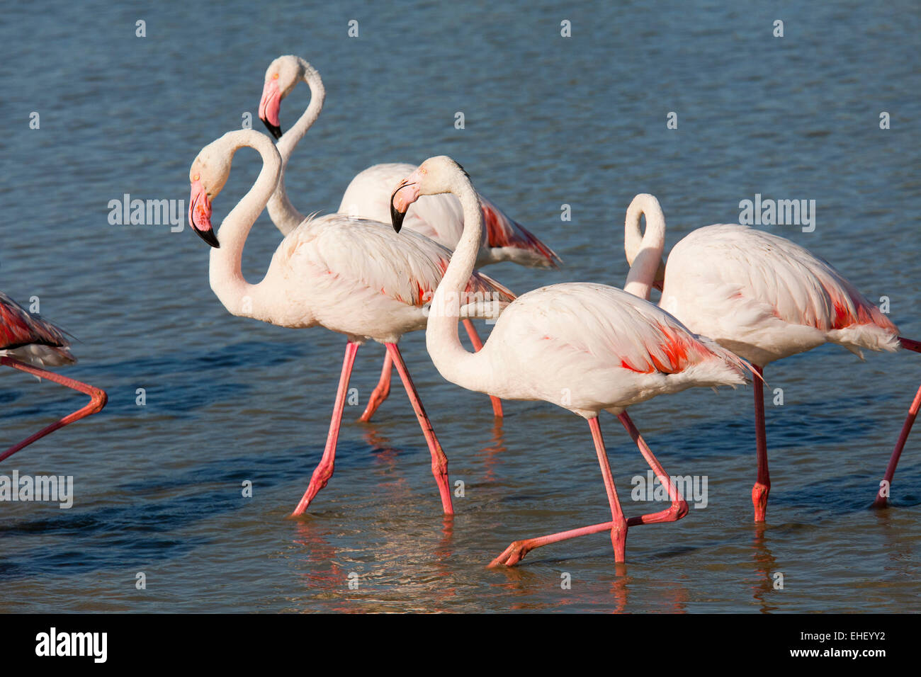 flamingos, ornithological park, pont de gau, camargue, provence, france ...