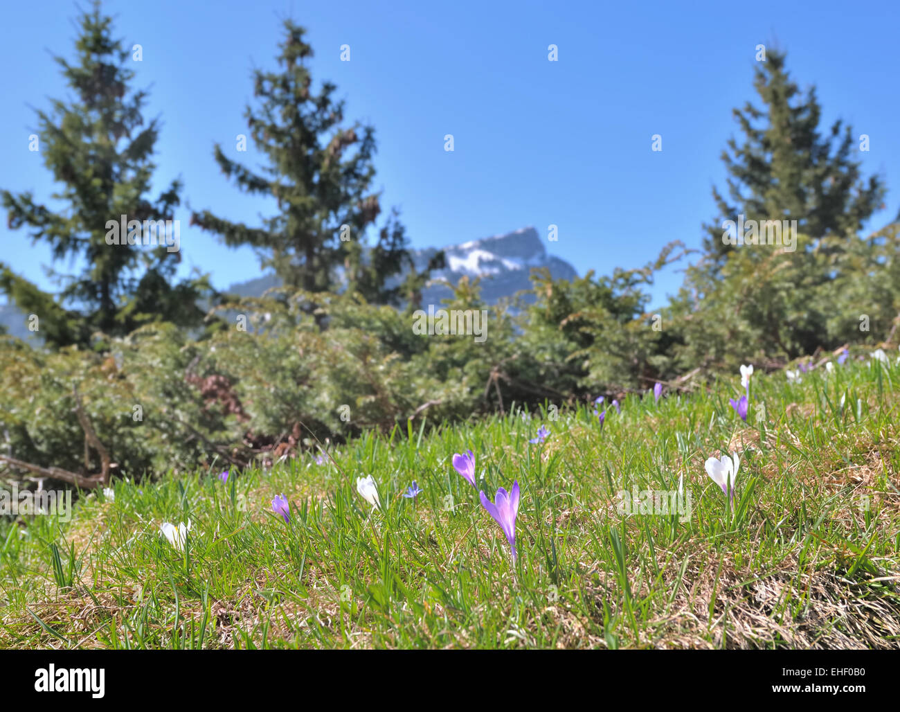 wild crocus blooming in the mountains Stock Photo - Alamy