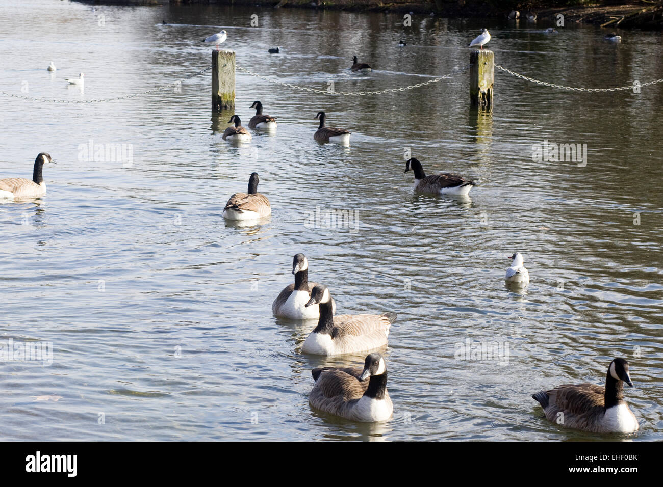 Canadian Geese on the Serpentine in London Stock Photo - Alamy
