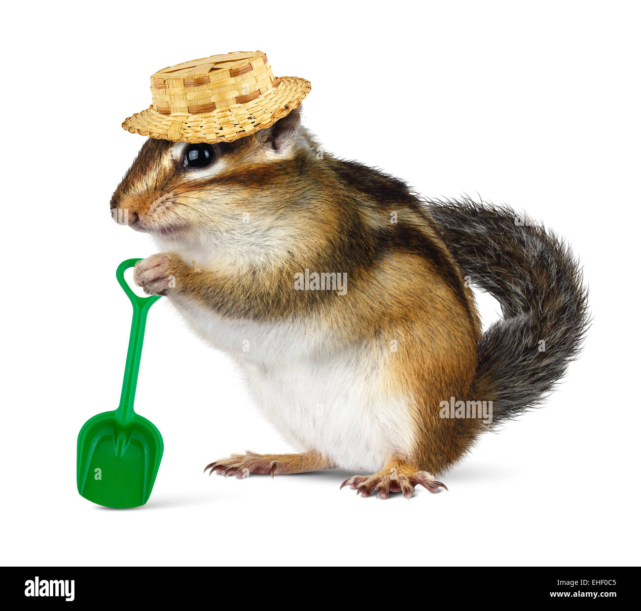 Funny chipmunk with straw hat and shovel, farmer concept Stock Photo ...