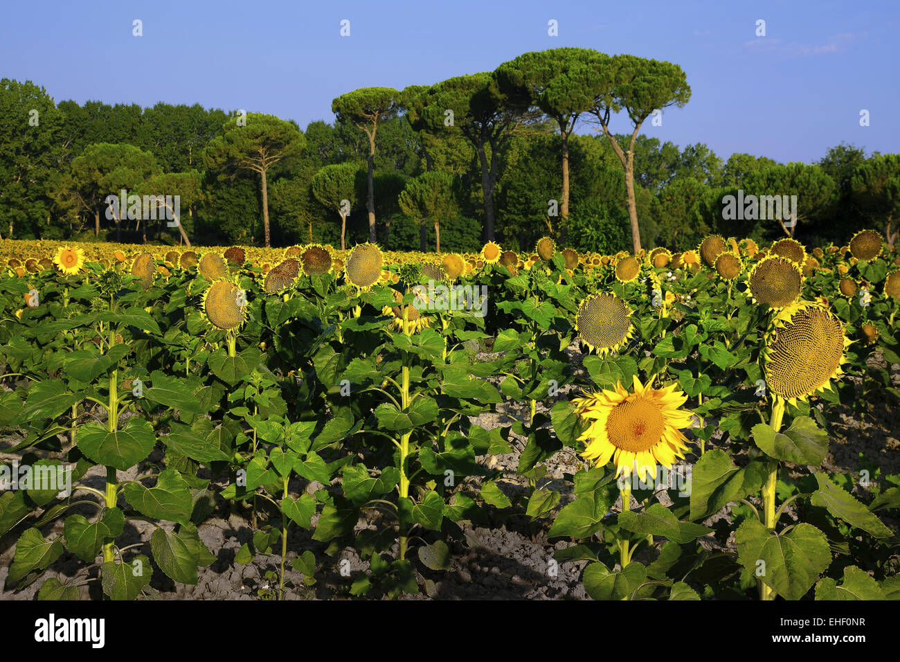 sunflowers und pine trees, Tuscany, Italy Stock Photo - Alamy