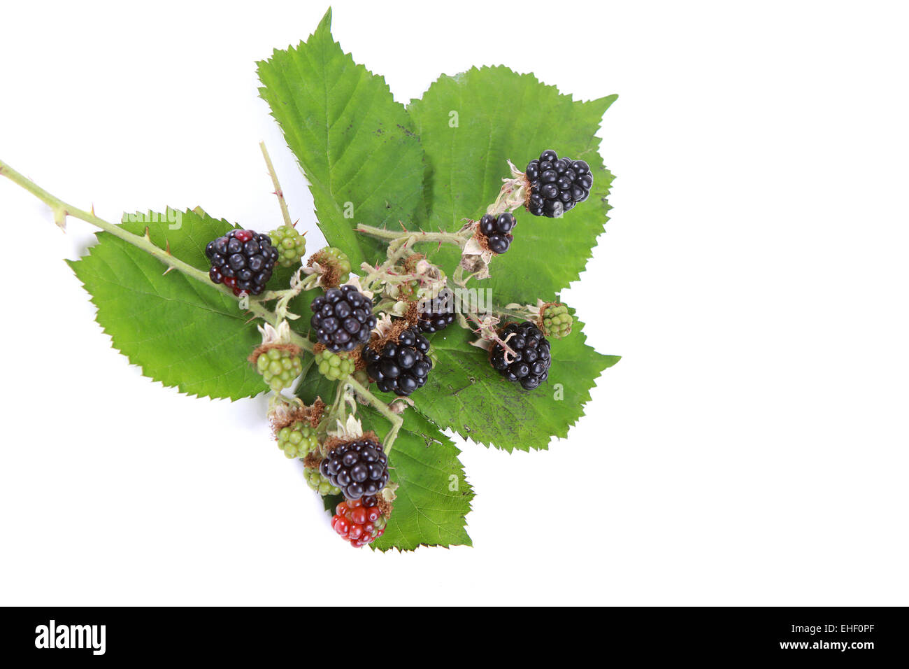 Berry bushes Cut Out Stock Images & Pictures - Alamy