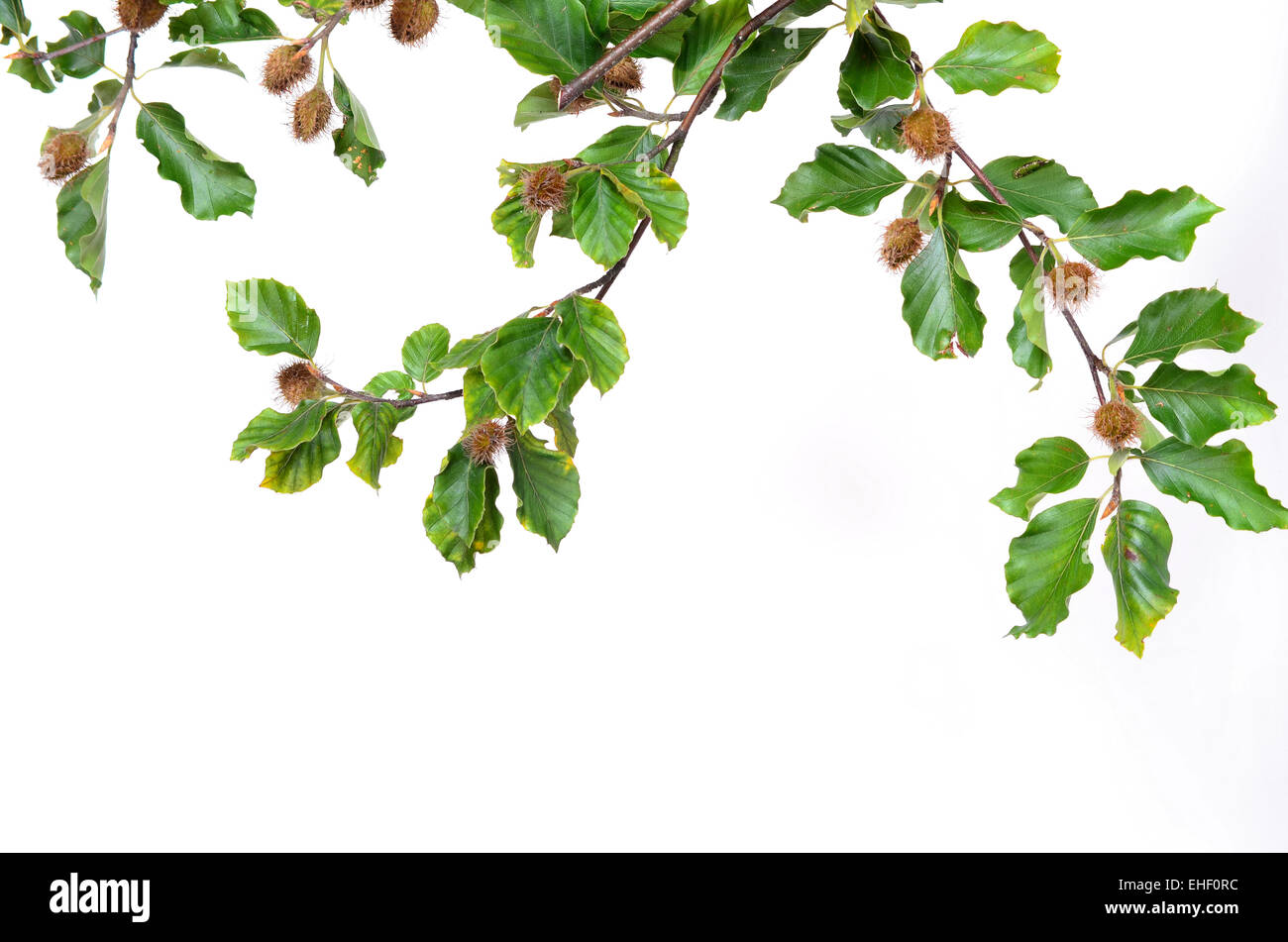 Beech tree branch autumn leaves Stock Photo - Alamy