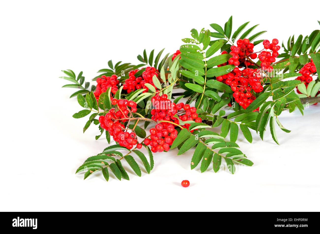 Rowan branch autumn leaves Stock Photo - Alamy
