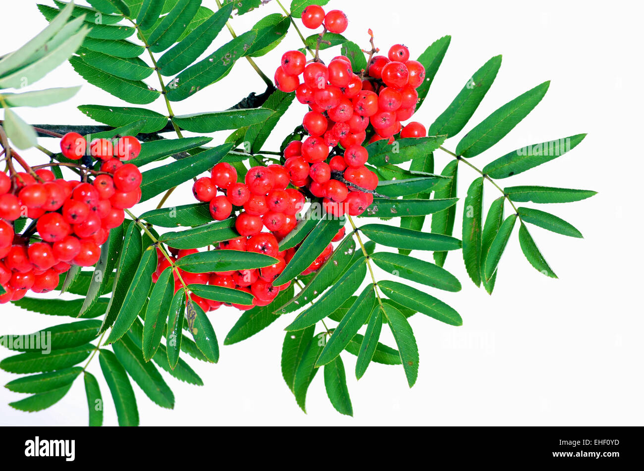 Rowan branch autumn leaves Stock Photo - Alamy