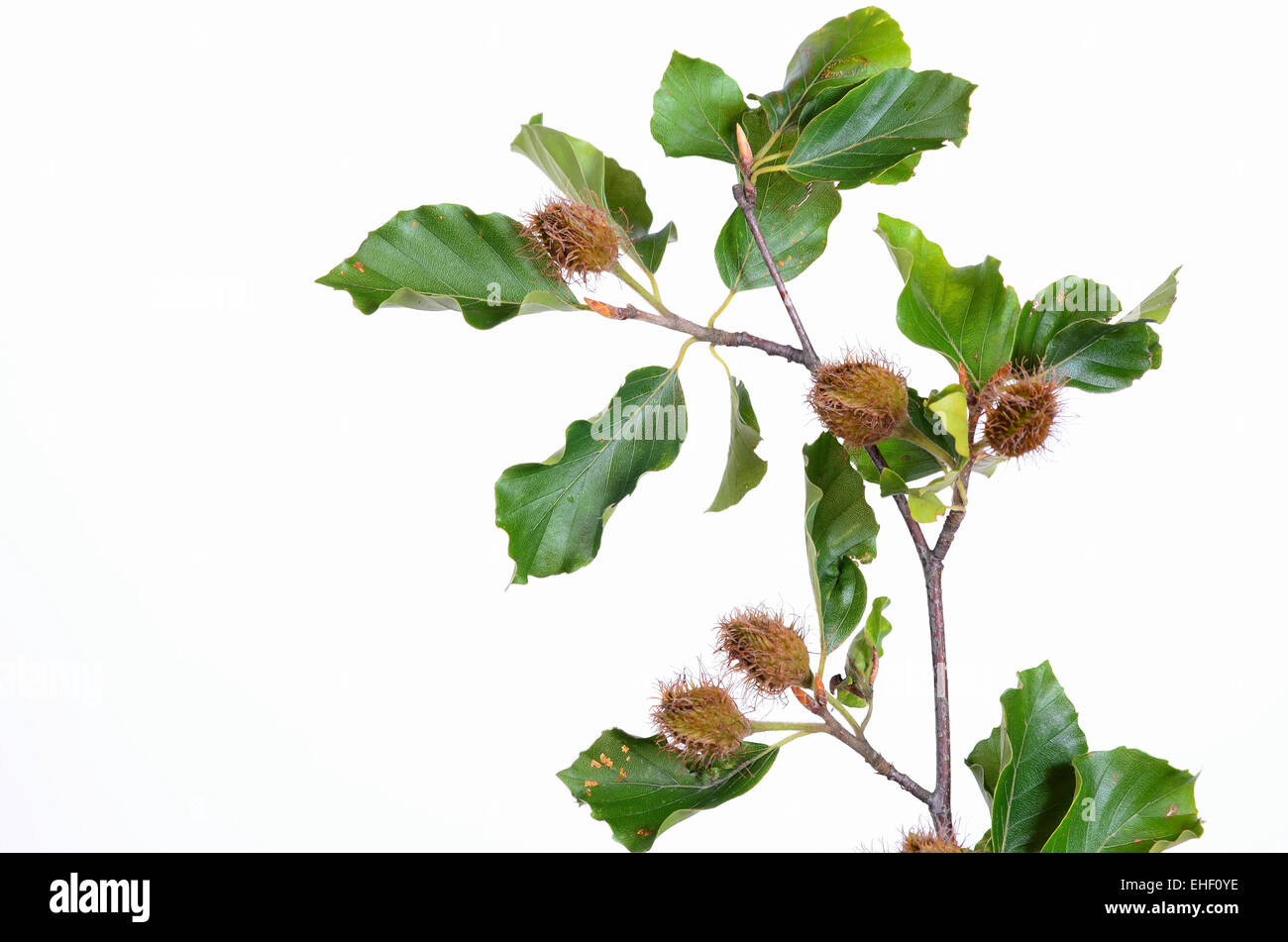 Beech tree branch autumn leaves Stock Photo - Alamy
