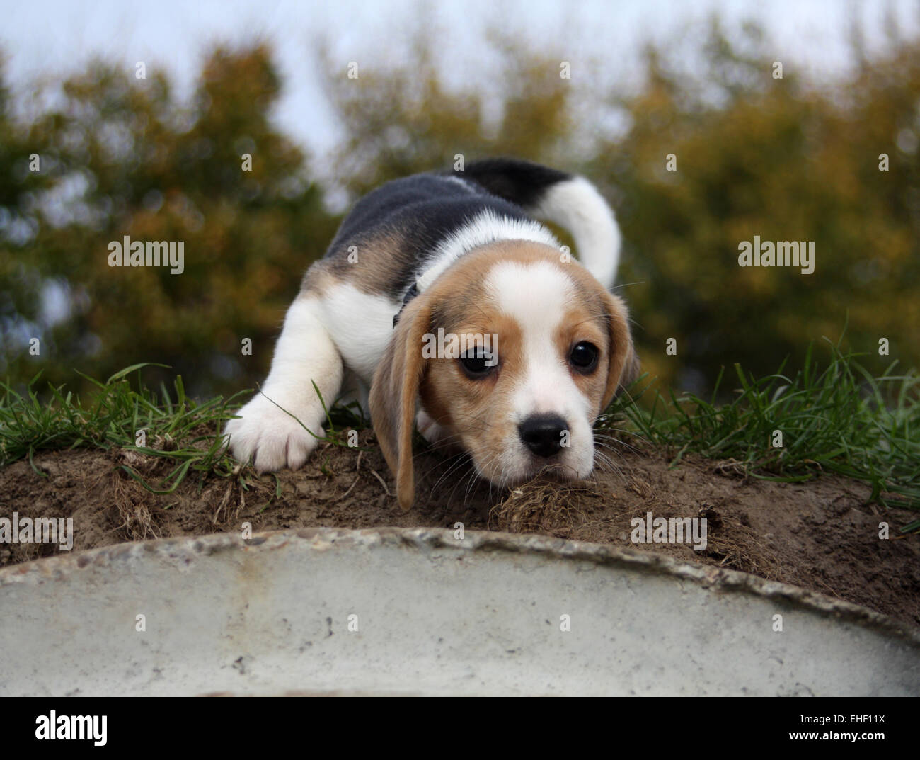 Beaglebaby hi-res stock photography and images - Alamy