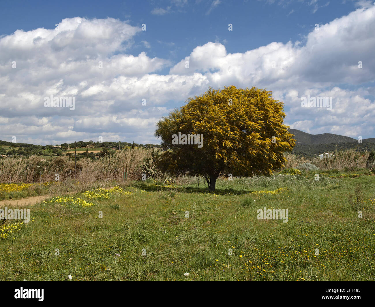 Landscape with acacia tree, Sardinia, Italy Stock Photo - Alamy