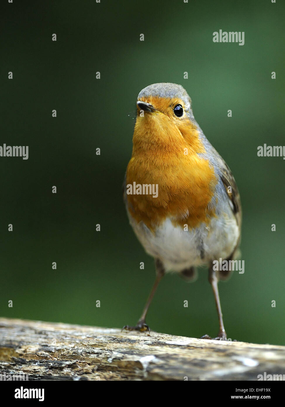 Rotkehl hi-res stock photography and images - Alamy