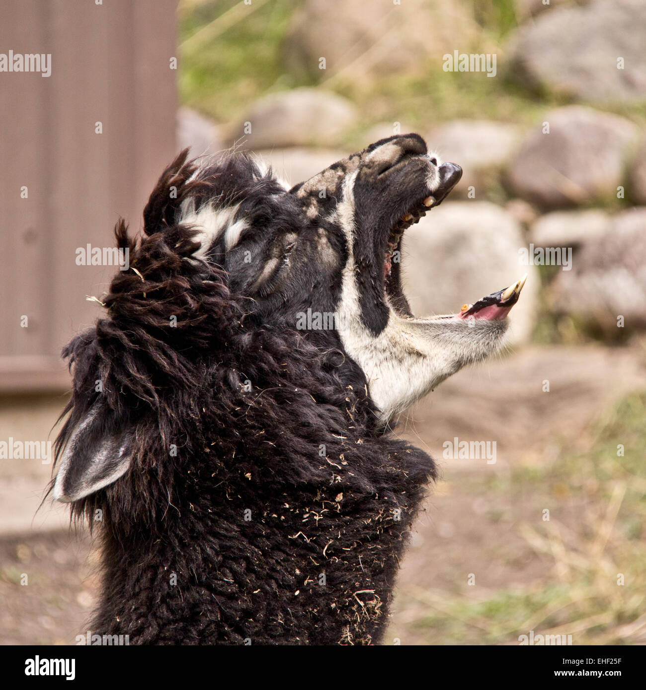 The screaming Llama Stock Photo - Alamy