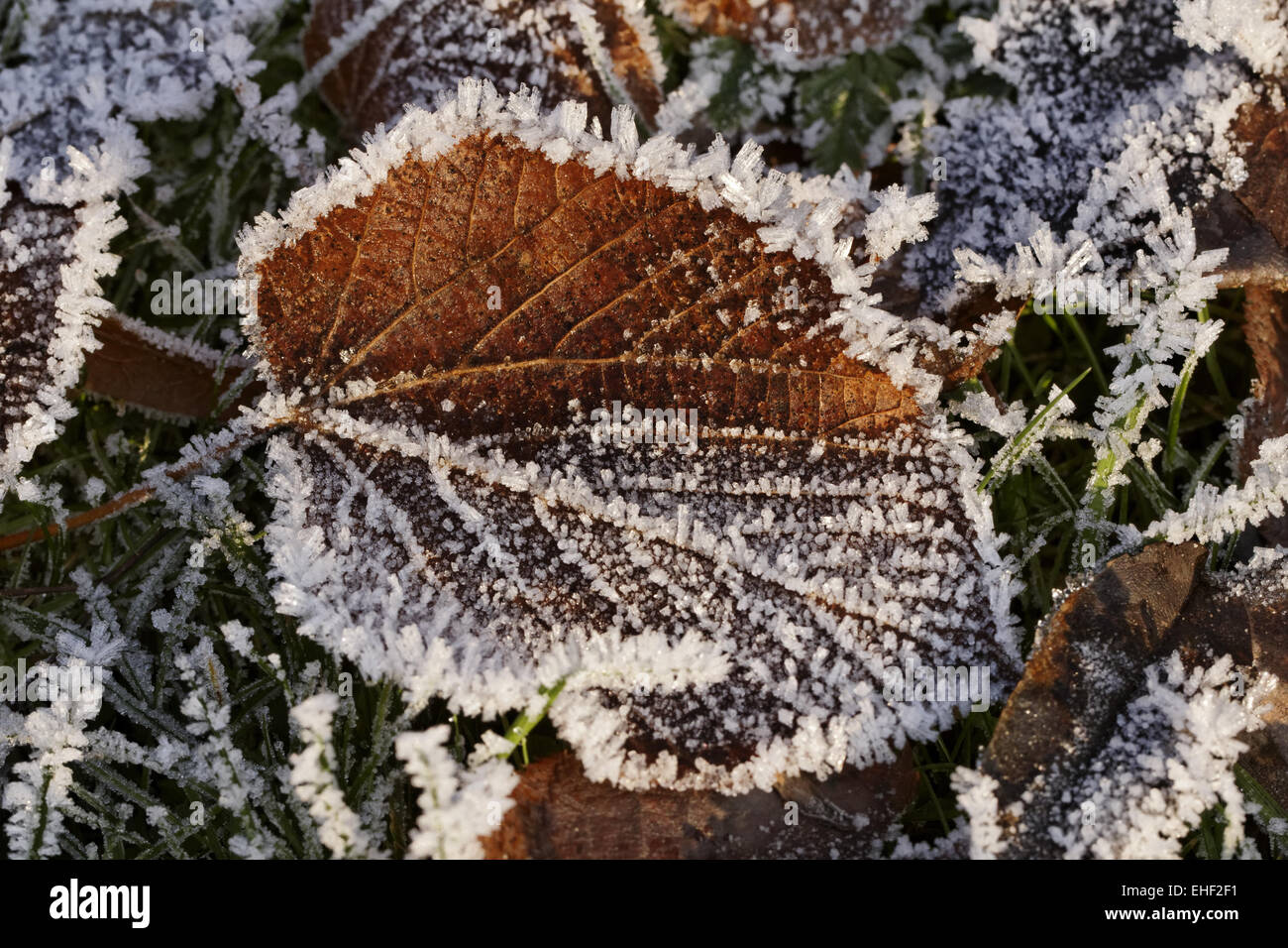 Frost-covered leaf in November Stock Photo - Alamy