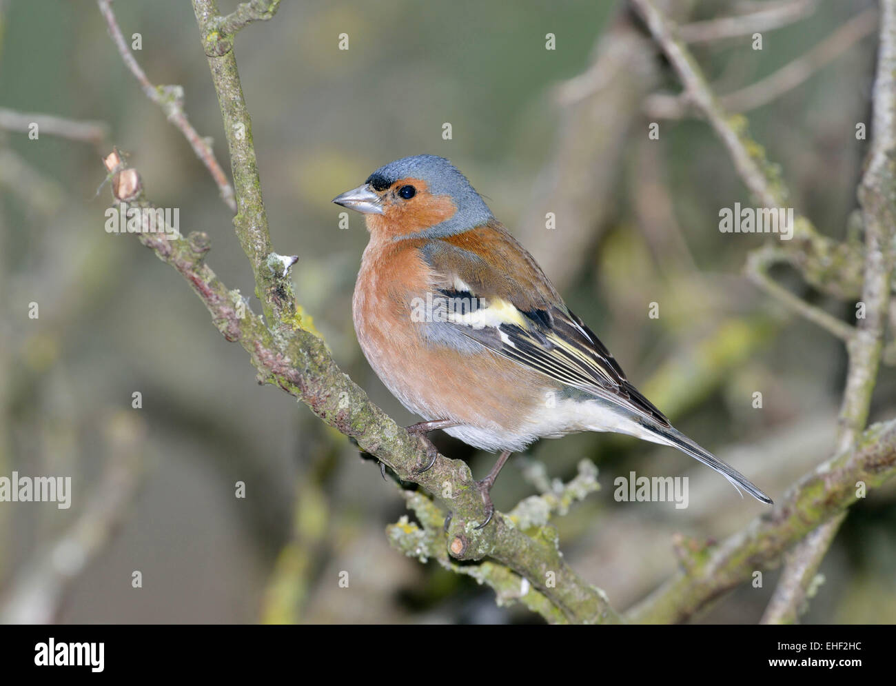 1 one male chaffinch hi-res stock photography and images - Alamy