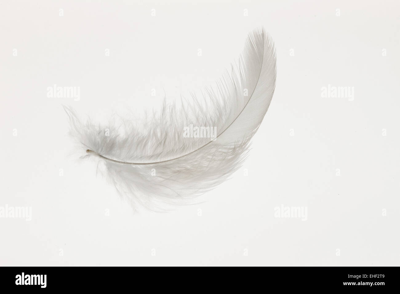 Feathers cut out hi-res stock photography and images - Alamy