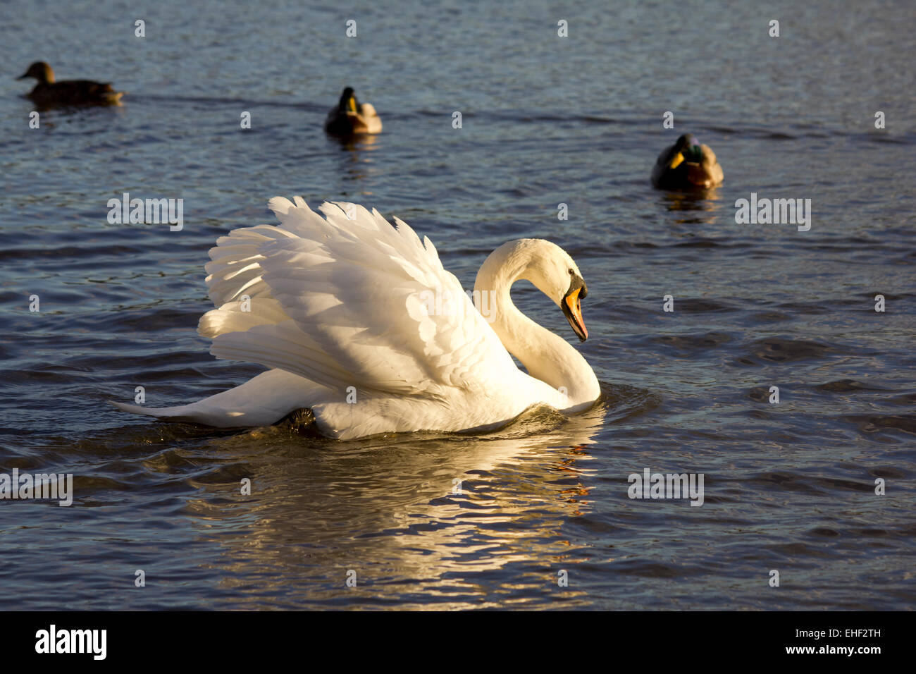 Mute swan swimming and displaying with wings raised up Stock Photo - Alamy