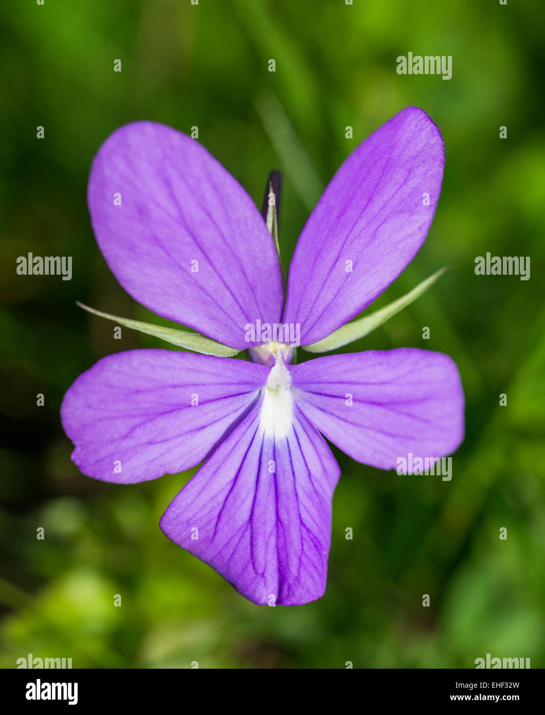Purple horn too hi-res stock photography and images - Alamy