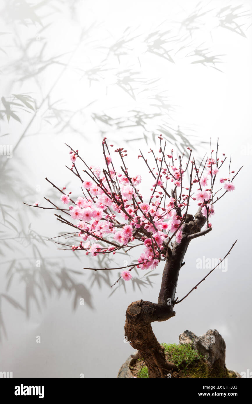 Bonsai tree shadow hi-res stock photography and images - Alamy