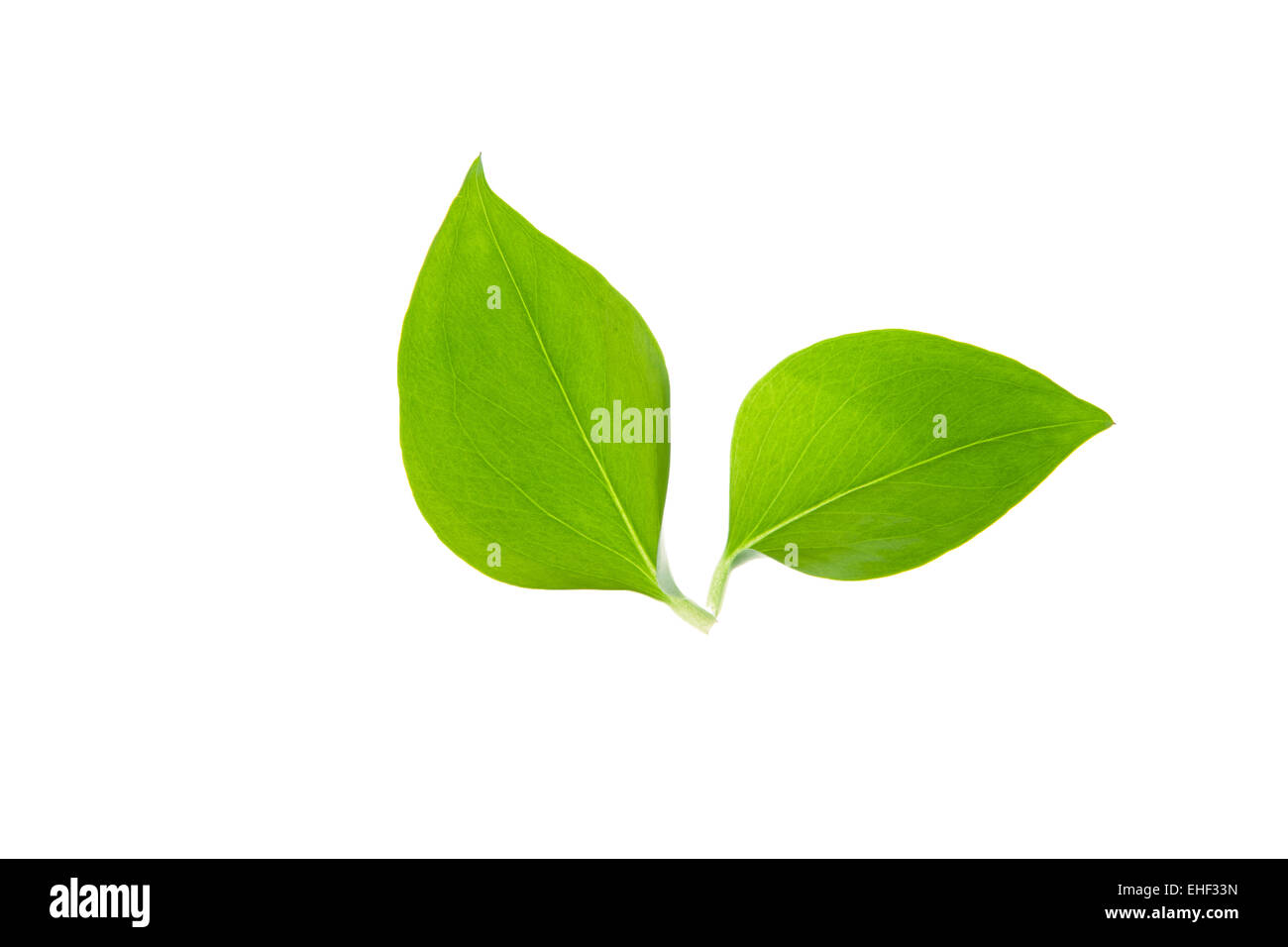 Two green leaf Stock Photo - Alamy