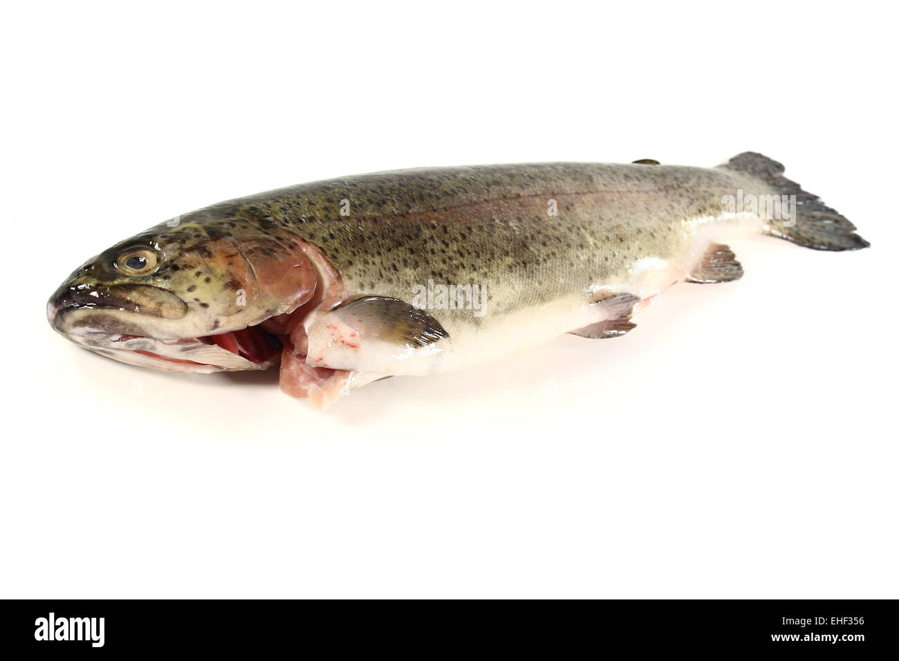 Brook live Cut Out Stock Images & Pictures - Alamy