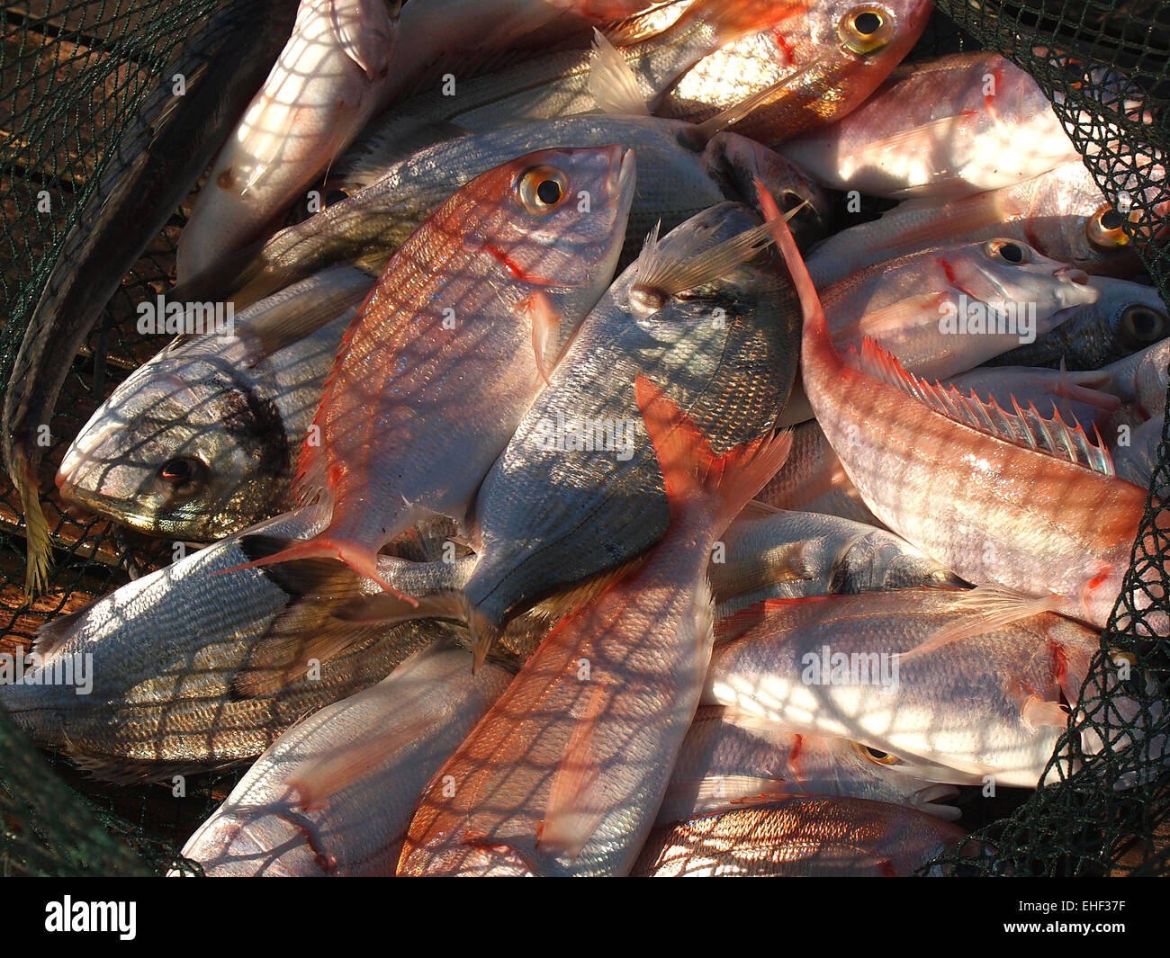 Freshly caught various salt water fish in a net Stock Photo - Alamy